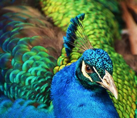 Картинки по запросу павлин в полете | Animals, Beautiful birds, Exotic ...