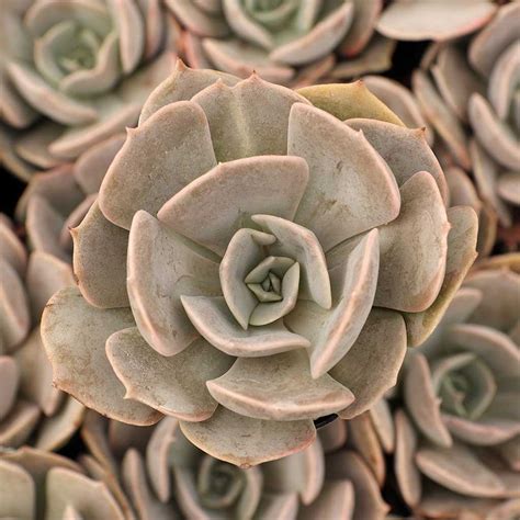 Echeveria Pollux