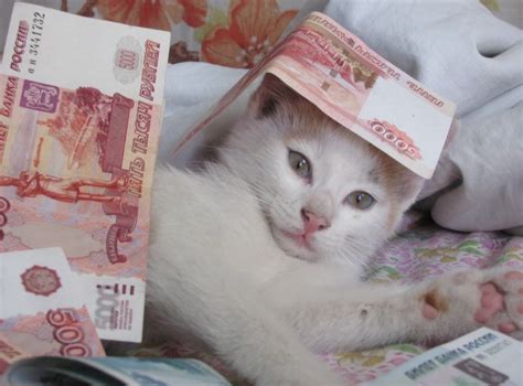 Котик с деньгами - картинки и фото koshka.top