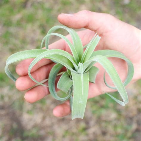 Tillandsia Streptophylla ทิลแลนเซีย สับปะรดอากาศ ประดับ ตกแต่งสวนหรือ ...