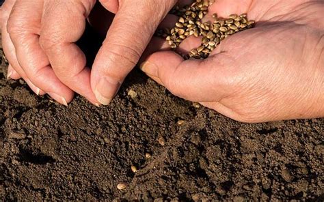 5 Reasons Why Hemp Is A True Miracle Plant! – The Hemp Blog