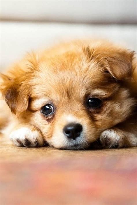 Daily Puppy