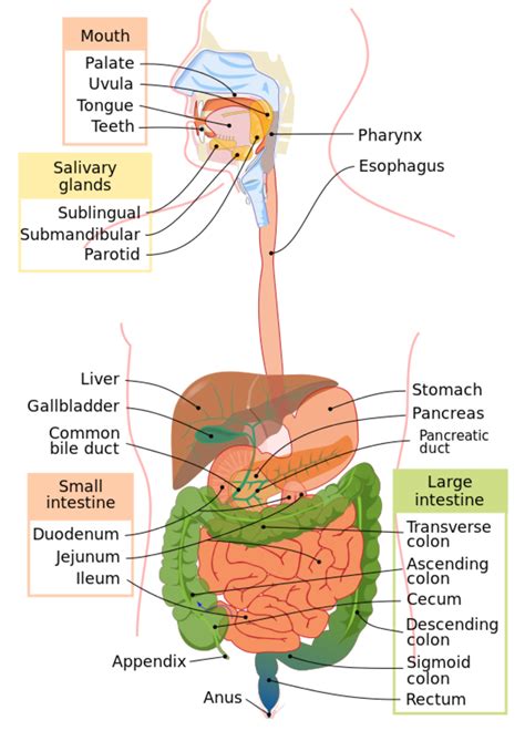 How Digestion Works: 5 Stages of Human Digestion - HubPages