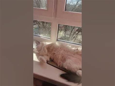 Котик греется на солнце #cat - YouTube