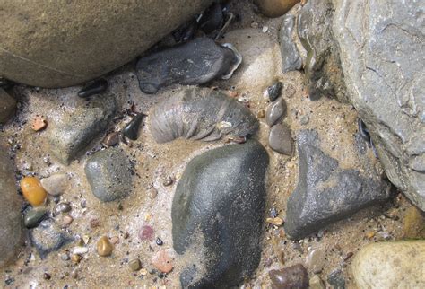 The Nautiloid Network