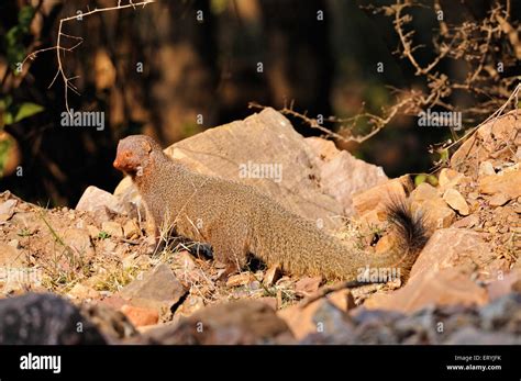Indischer mungo rajasthan Stockfotos und -bilder Kaufen - Alamy