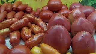 Томат Алтаечка: отзывы, описание сорта, фото, видео, отзывы ...