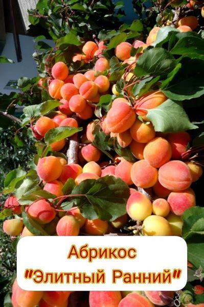 Абрикос зимостойкий Элитный ранний купить на OZON по низкой цене ...