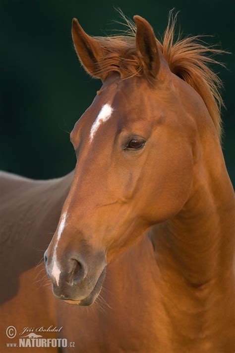 Pferd Bilder, Pferd Fotos | NaturFoto