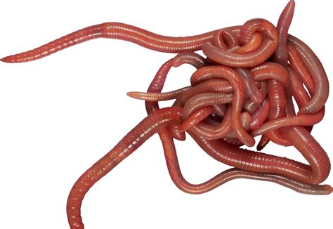 earthworm worm PNG