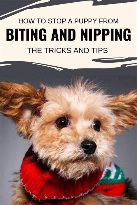 How To Stop A Puppy From Biting And Nipping – The Tricks And Tips