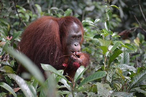 Meki - The Orangutan Project
