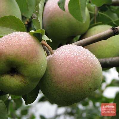 Груша обыкновенная (Pyrus communis) — описание, выращивание, фото | на ...