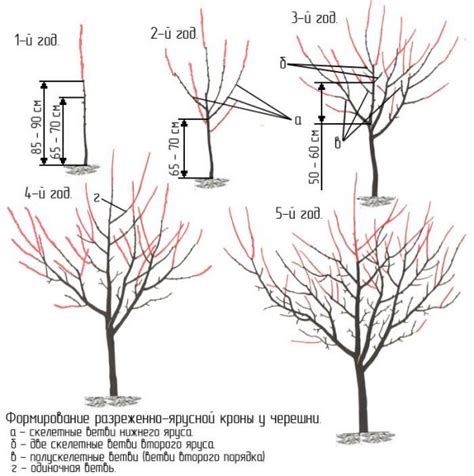 Обрезка высокой черешни | Дачный участок