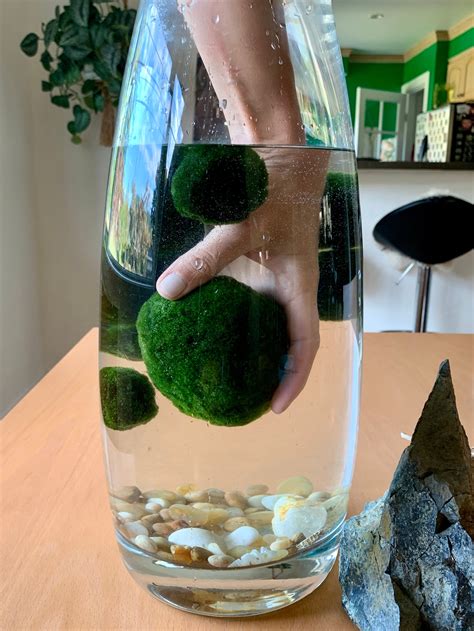 Marimo FAQ – Sacred Elements