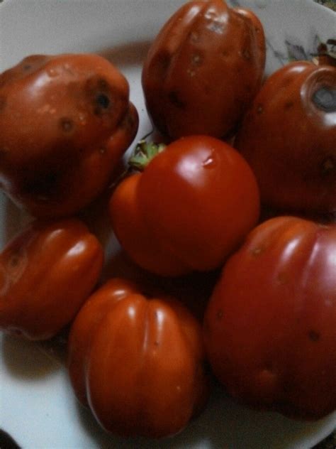 Томат Этуаль | Kumato, Tomato, Nutrition facts