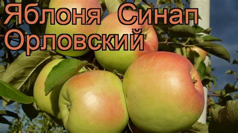 Яблоня обыкновенная Синап Орловский (malus) 🌿 обзор: как сажать ...