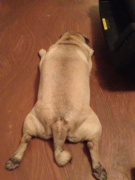 Frogdog ! | Fur kids, Frogdog, Animals