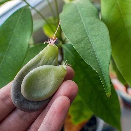 Пахифитум яйценосный в возрасте 1 года / Pachyphytum oviferum