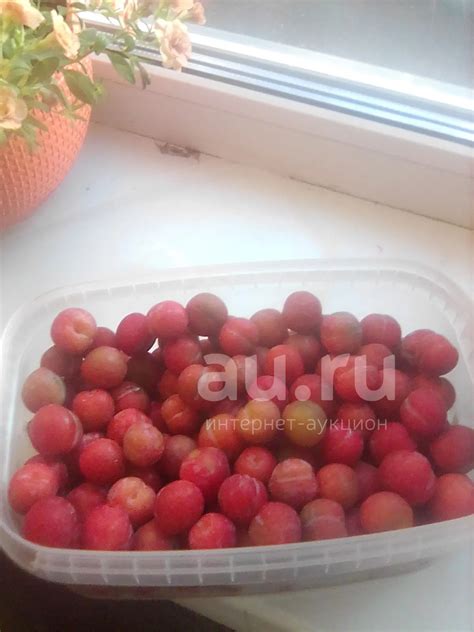 Слива. Красная — купить в Красноярске. Овощи, фрукты, зелень на ...