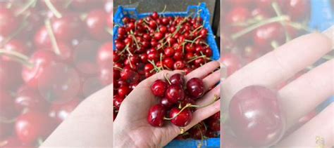 Продам черешню бычье сердце купить в Таганроге | Товары для дома и дачи ...