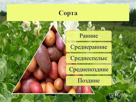 Презентация на тему: "Тема : « Технология выращивания картофеля ...
