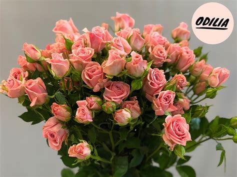 Роза куст доминика (69 фото)