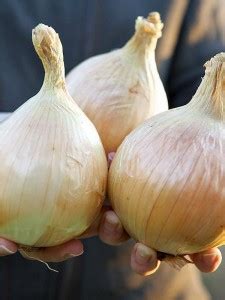 Тыква Вкусная в печи (Buen Gusto de Horno Squash)