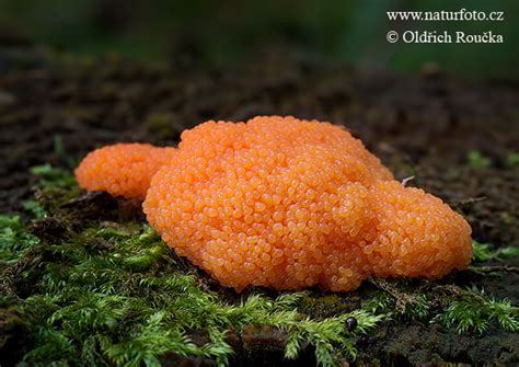 Tubifera ferruginosa Mushroom Photos, Tubifera ferruginosa Images ...