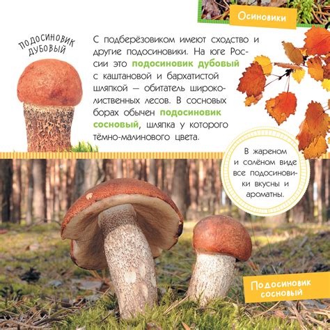 Энциклопедия Грибы купить по цене 568 ₽ в интернет-магазине Детский мир