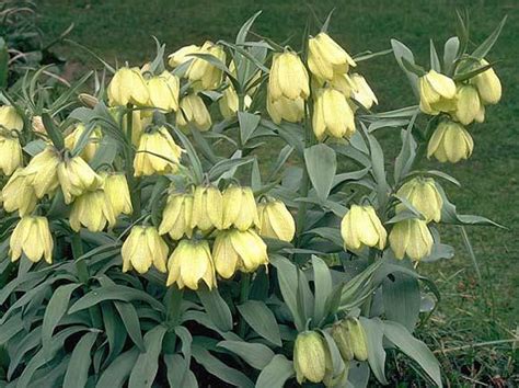 Рябчик бледноцветковый (Fritillaria рallidiflora). | Фото
