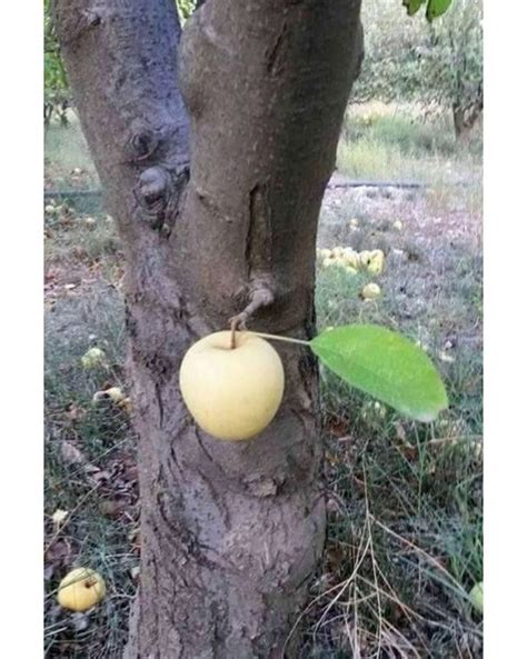 Когда хороший урожай и ещё чуть-чуть! | Fruit plants, Fruit picture ...