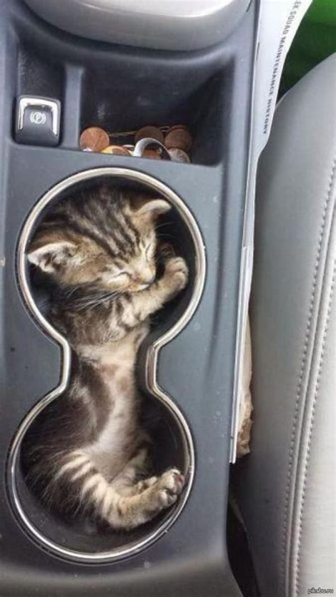 Подкотник кот, машина, свадебный салон | Смешные фотографии животных ...