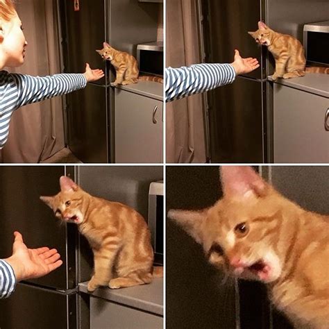 Кот, который не хочет на ручки | Пикабу