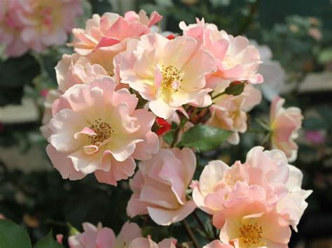 Роза Джаз Фото – Telegraph