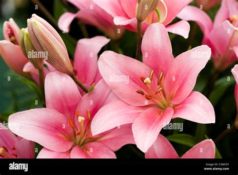 La brindisi lilie -Fotos und -Bildmaterial in hoher Auflösung – Alamy