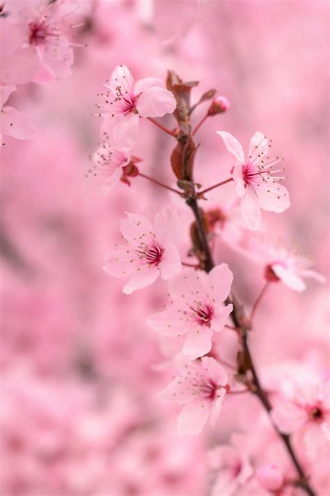 Бесплатные стоковые фото на тему @outdoor, prunus serrulata, азиатская ...