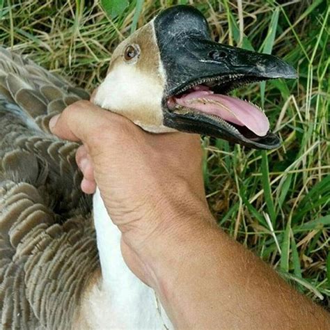 Создать мем "peta memes, гусь с открытым клювом, гусь росса" - Картинки ...
