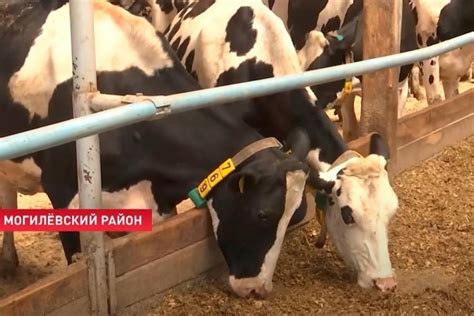 Кастинг на "конкурс красоты" для коров проводят на фермах Беларуси ...