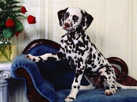 chiens | Dog allergies, Dalmatian dogs, Dalmatian