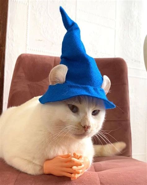 Создать мем "кот в зеленой шляпе, коты в шляпах, кот в шляпе ...