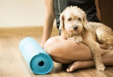 Why a Daily Dog Routine is Important & What it should Look Like ...