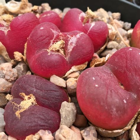 Conophytum maughanii (PV201) #1800.22 - Mesa Garden
