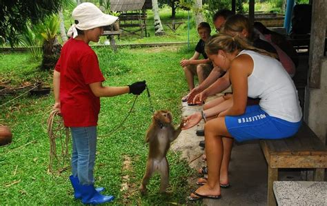 How to train a monkey - First monkey School