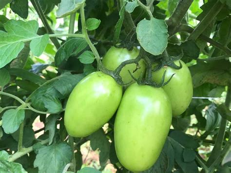 Introduction Of Rijk Zwaan Vegetable Seeds - Agriculture - Nigeria