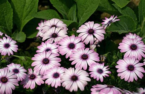 Download Purple Flower Nature Flower HD Wallpaper