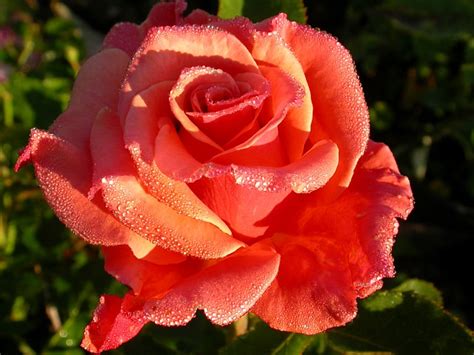 Ann Henderson – Karin Schade – Stauden und Rosen