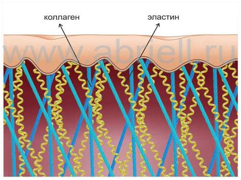 Строение и функции кожи - презентация онлайн