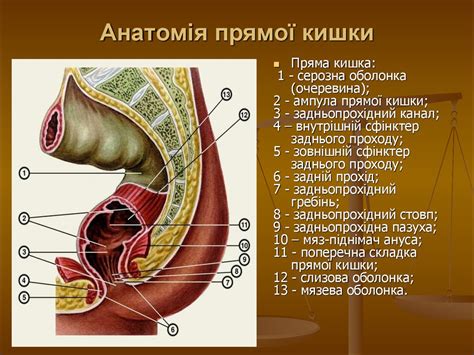 Рак ободової та прямої кишки - презентация онлайн