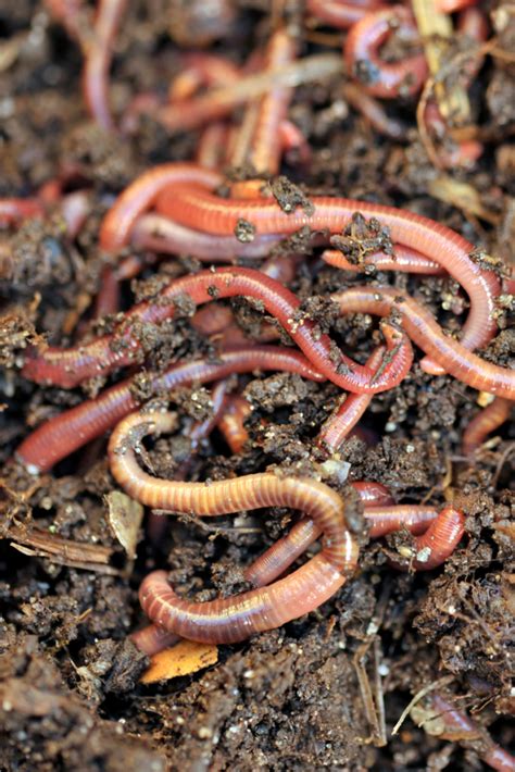 Vermi Composting: A Guide to Organic Fertilizers - The Worm Farmers